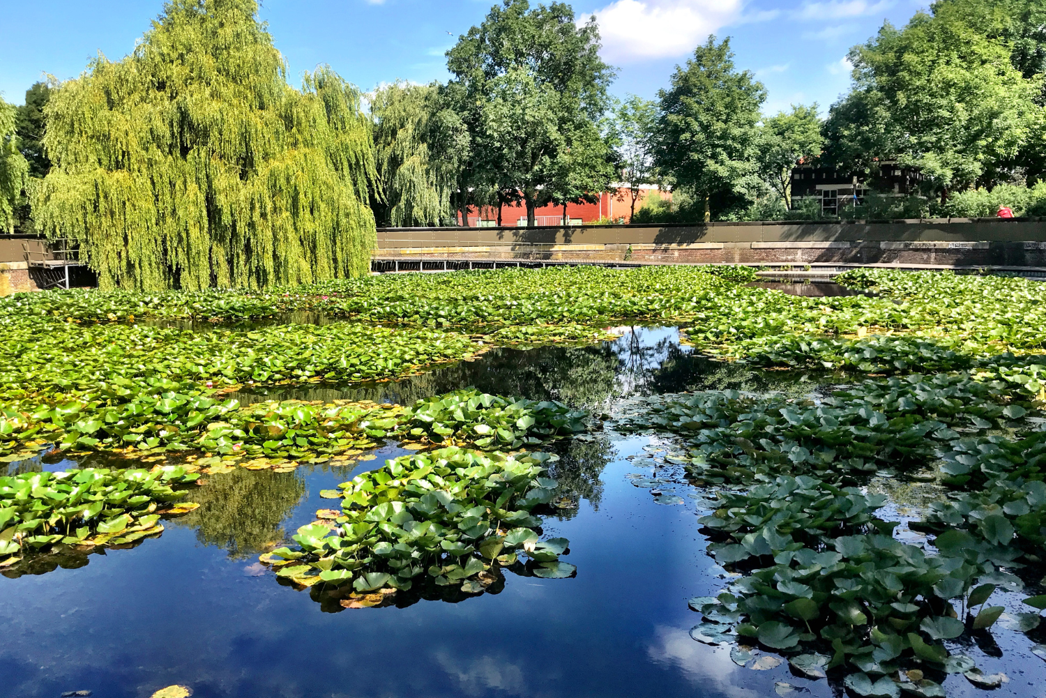 Top Activities to Experience in Westerpark